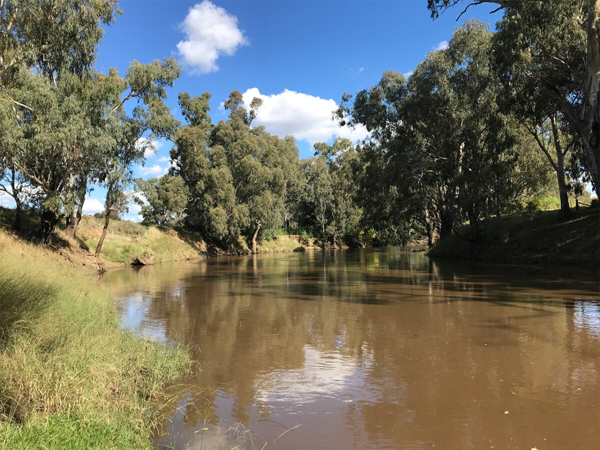 Fishing – Forbes Caravan Park